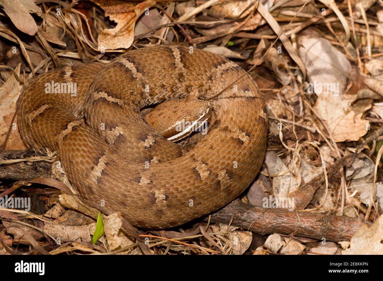 Ridge-nosed Rattlesnake, Crotalus willardi Stock Photo - Alamy