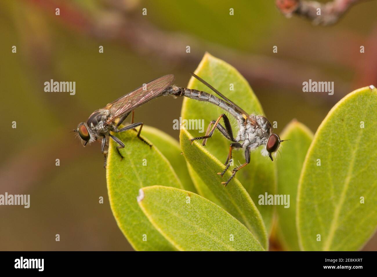 Fly on leaves hi-res stock photography and images - Alamy