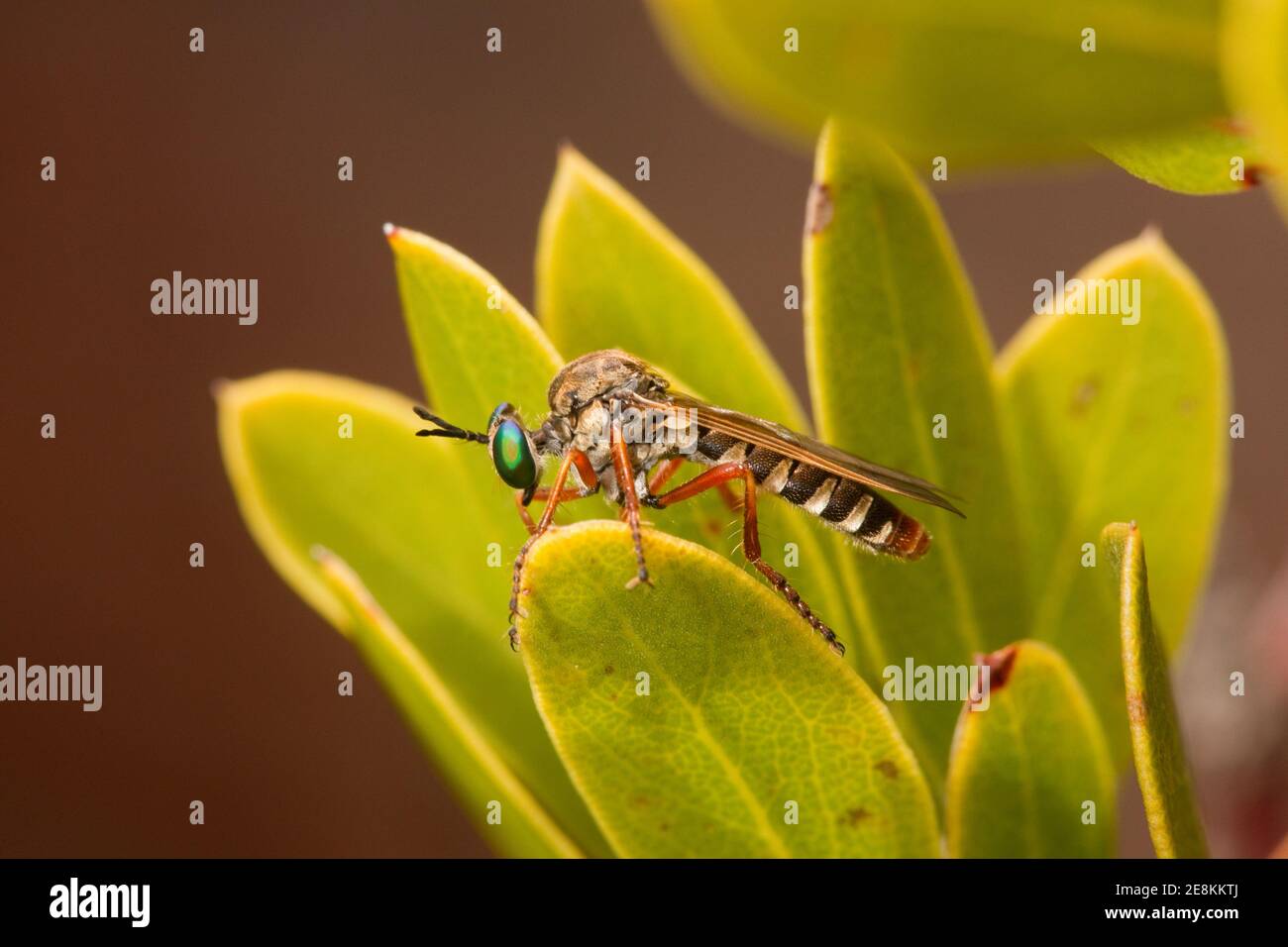 Robber Fly female, Taracticus ruficaudus, Asilidae Stock Photo - Alamy