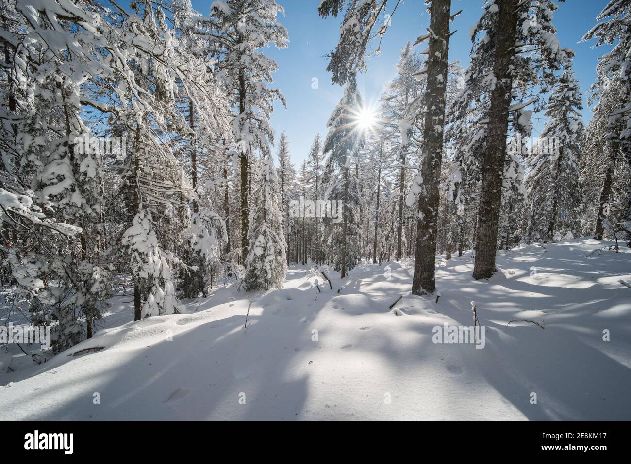 Black Forest Germany in winter, the sun shines through the forest Stock ...