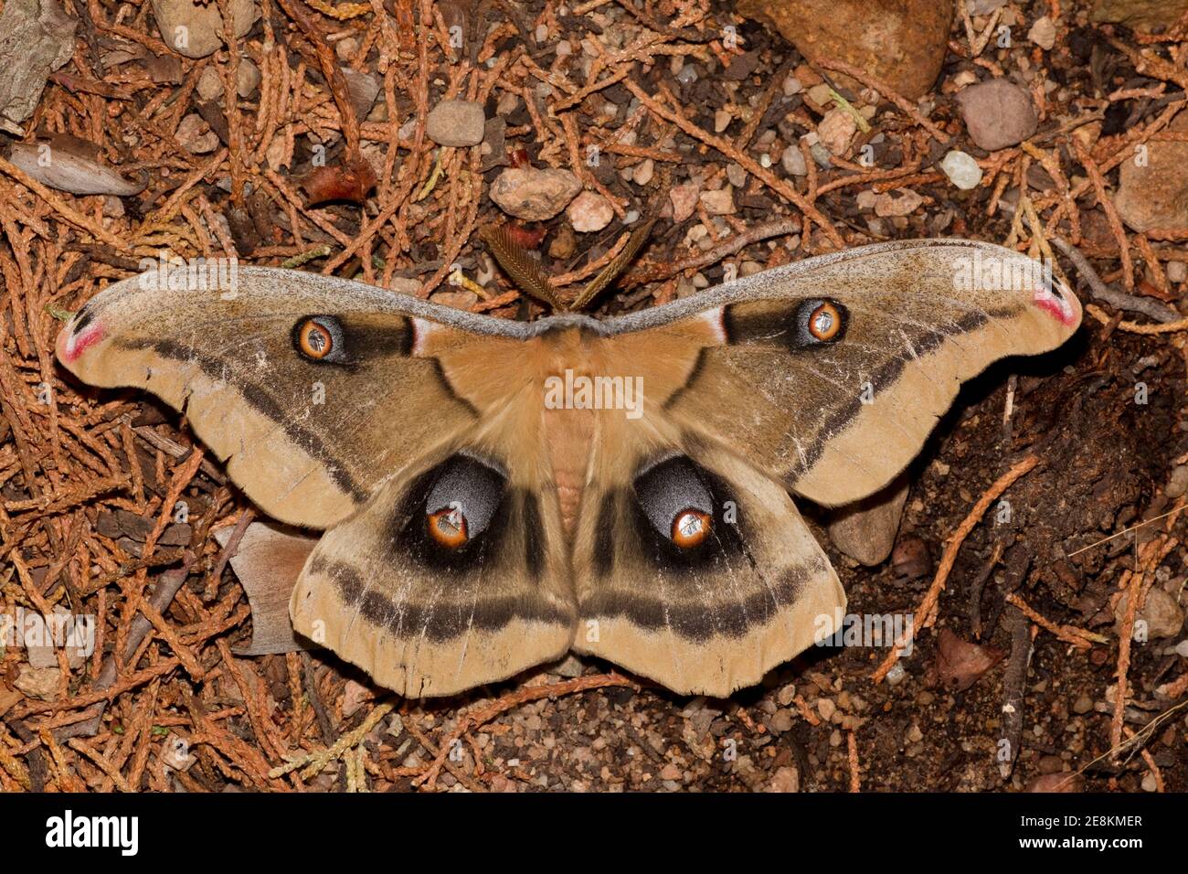 Western Polyphemus Moth male, Antheraea oculea, Saturniidae Stock Photo ...