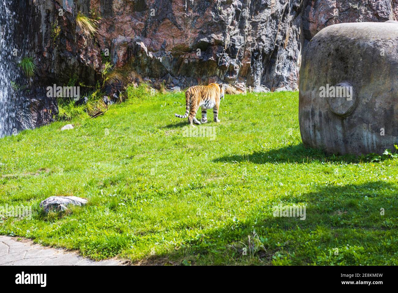 Beautiful landscape view of tiger on lawn in mountains. Wild animals ...