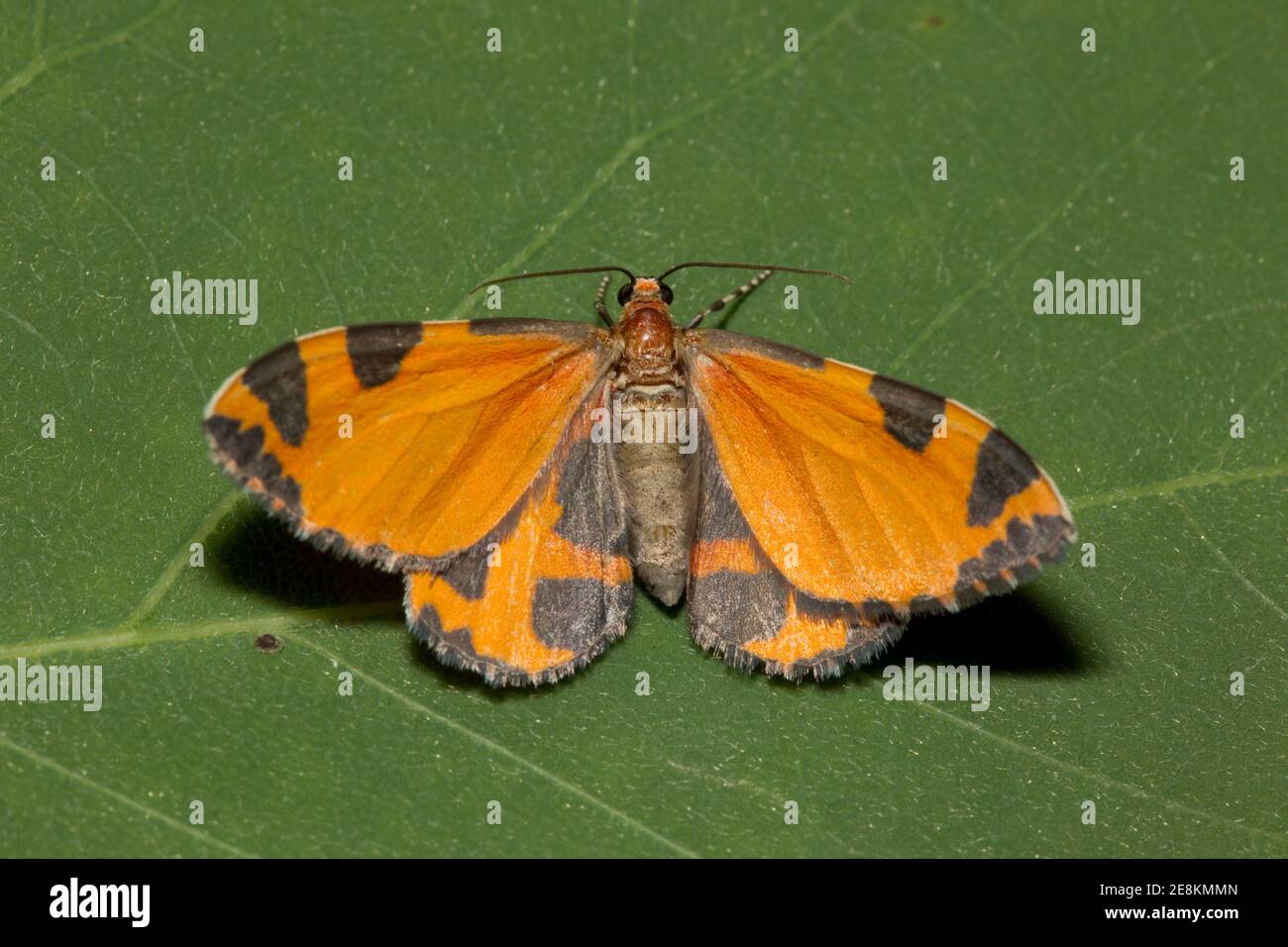 Geometrid Moth, Stamnodes deceptiva, Geometridae. Dorsal view. Forewing ...