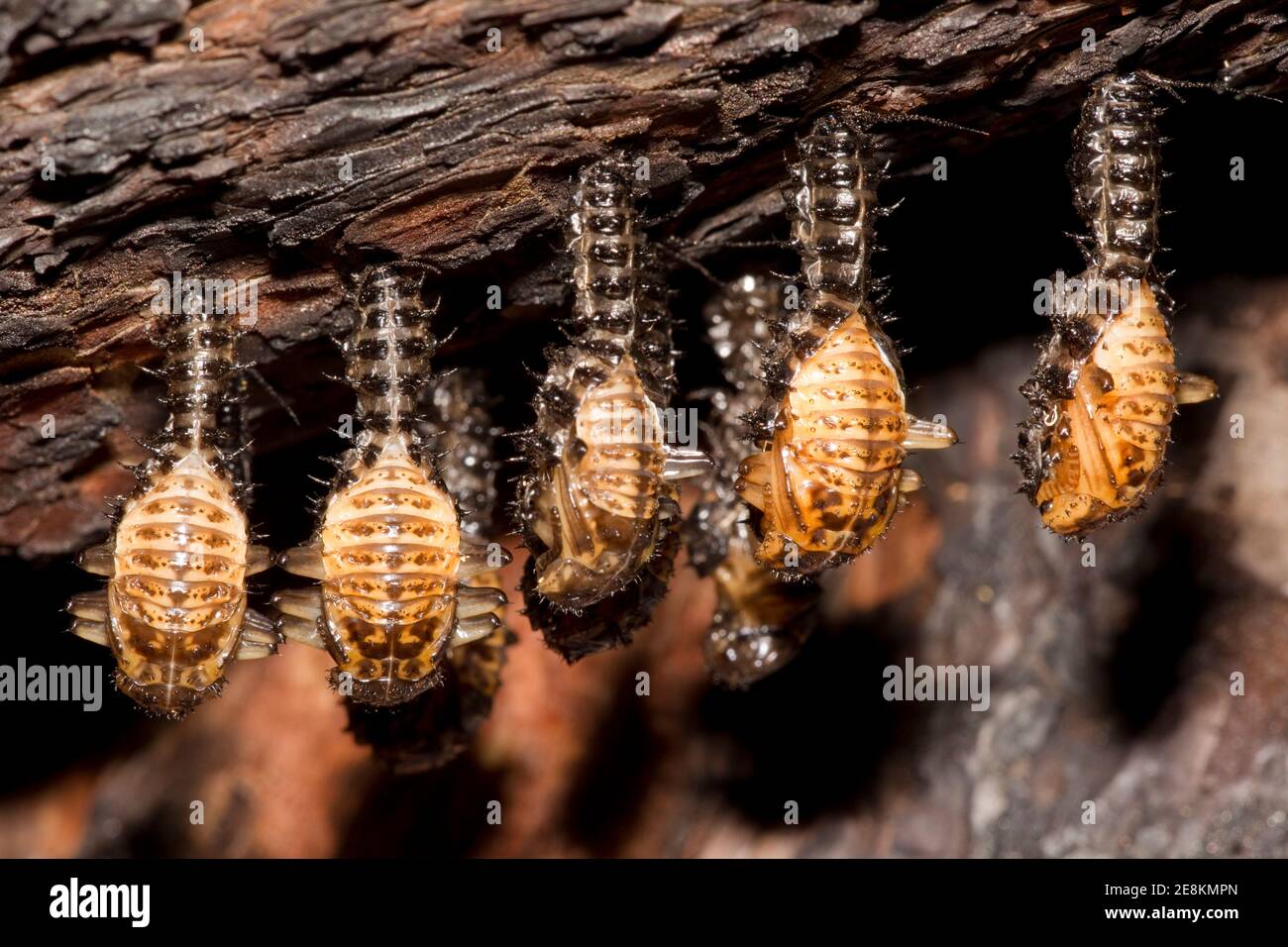 Beetle pupa hi-res stock photography and images - Alamy
