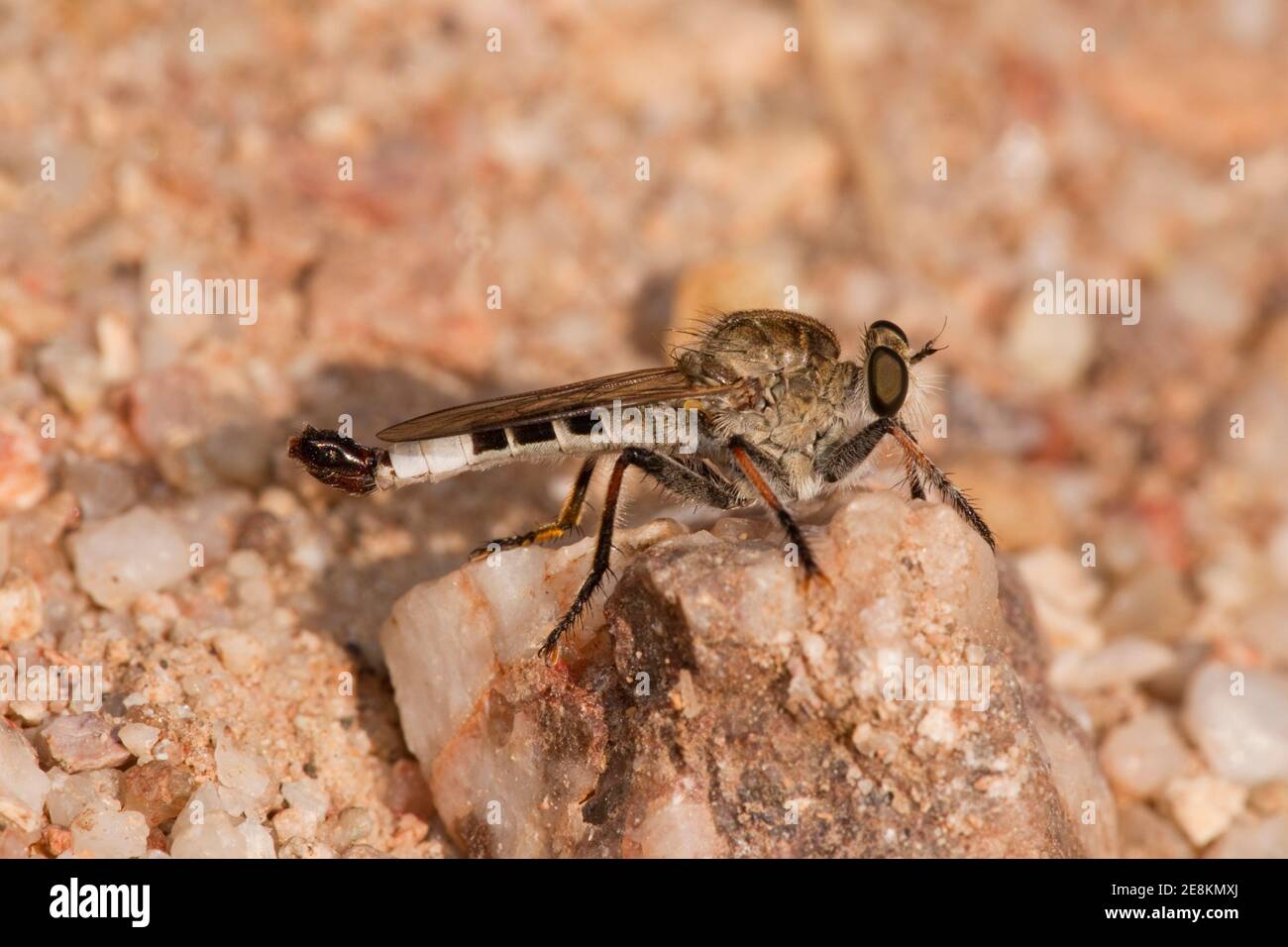 Arizona robber fly hi-res stock photography and images - Alamy