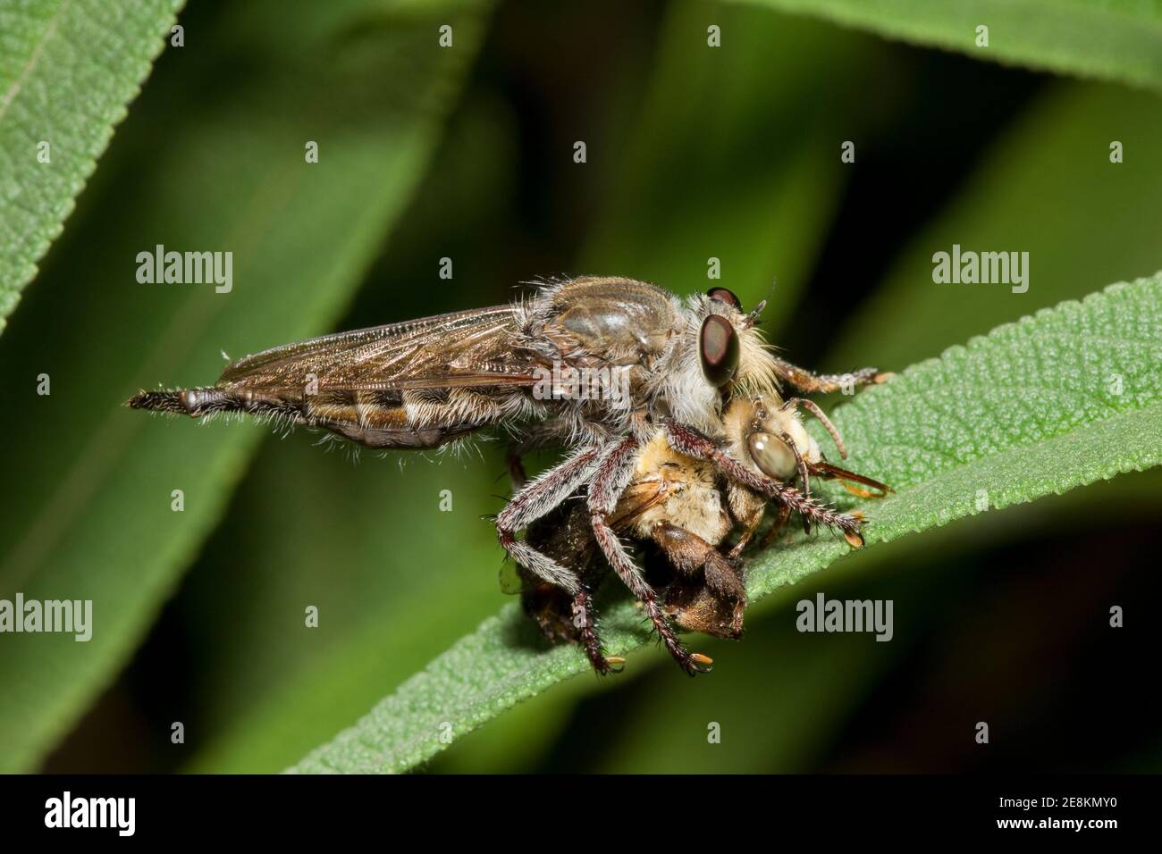 Promachus atrox hi-res stock photography and images - Alamy