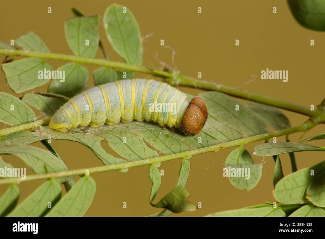Acacia Skipper Butterfly larva, Cogia hippalis, Hesperiidae, feeding on White-ball Acacia ...