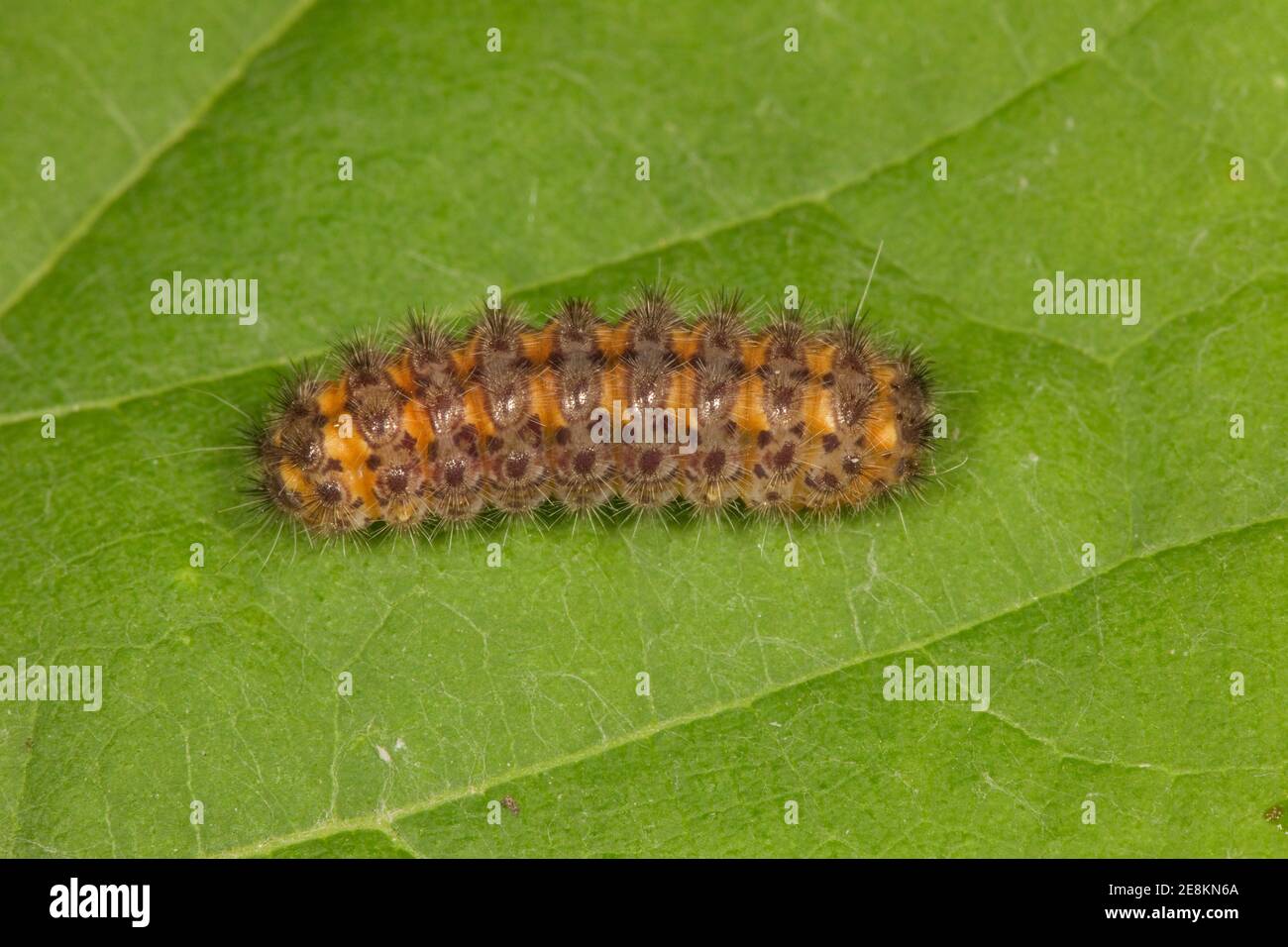 Leaf Skeletonizer Moth larva, Neoalbertia constans, Zygaenidae. Length ...