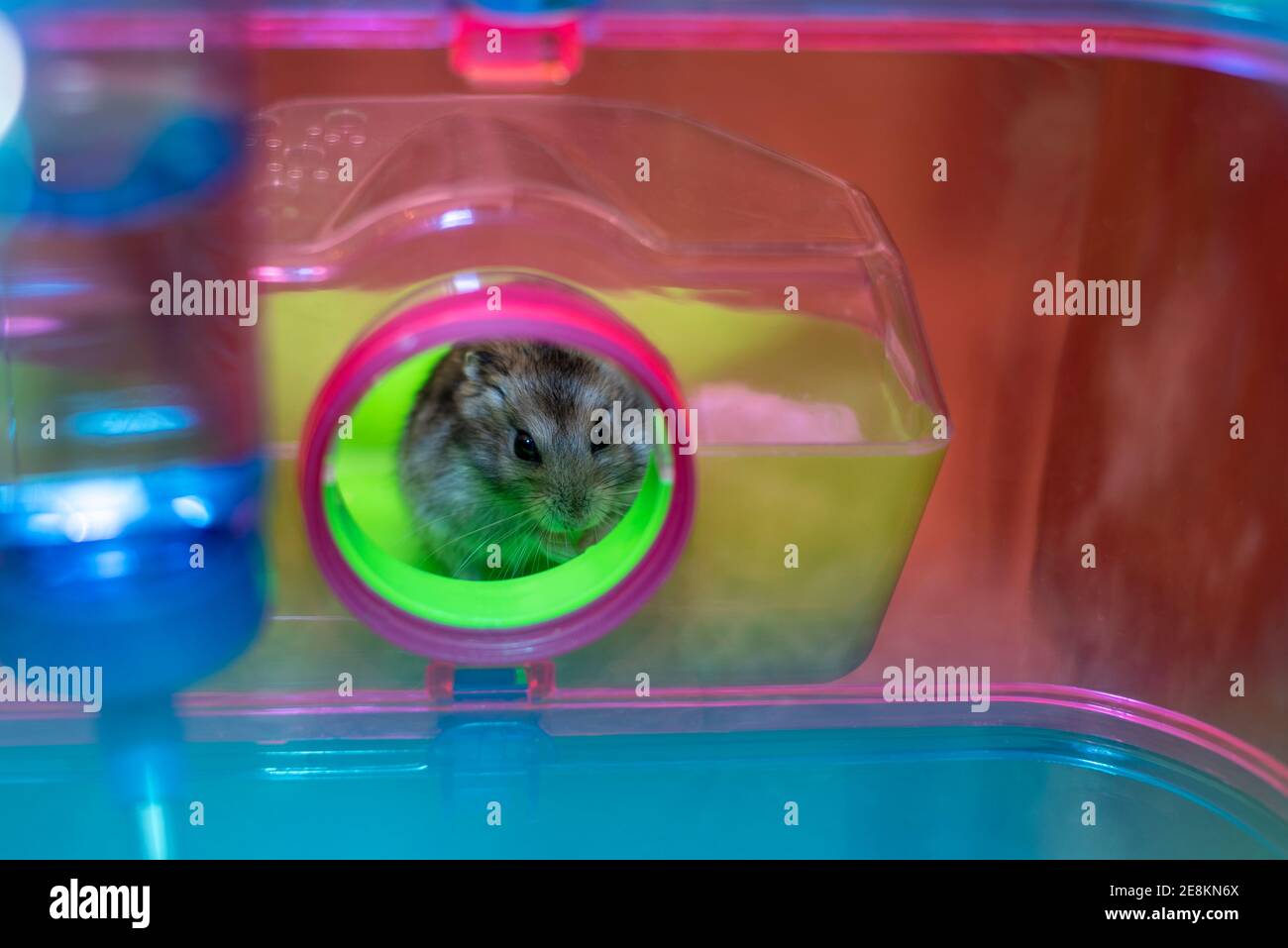 Hamster nest hi-res stock photography and images - Alamy