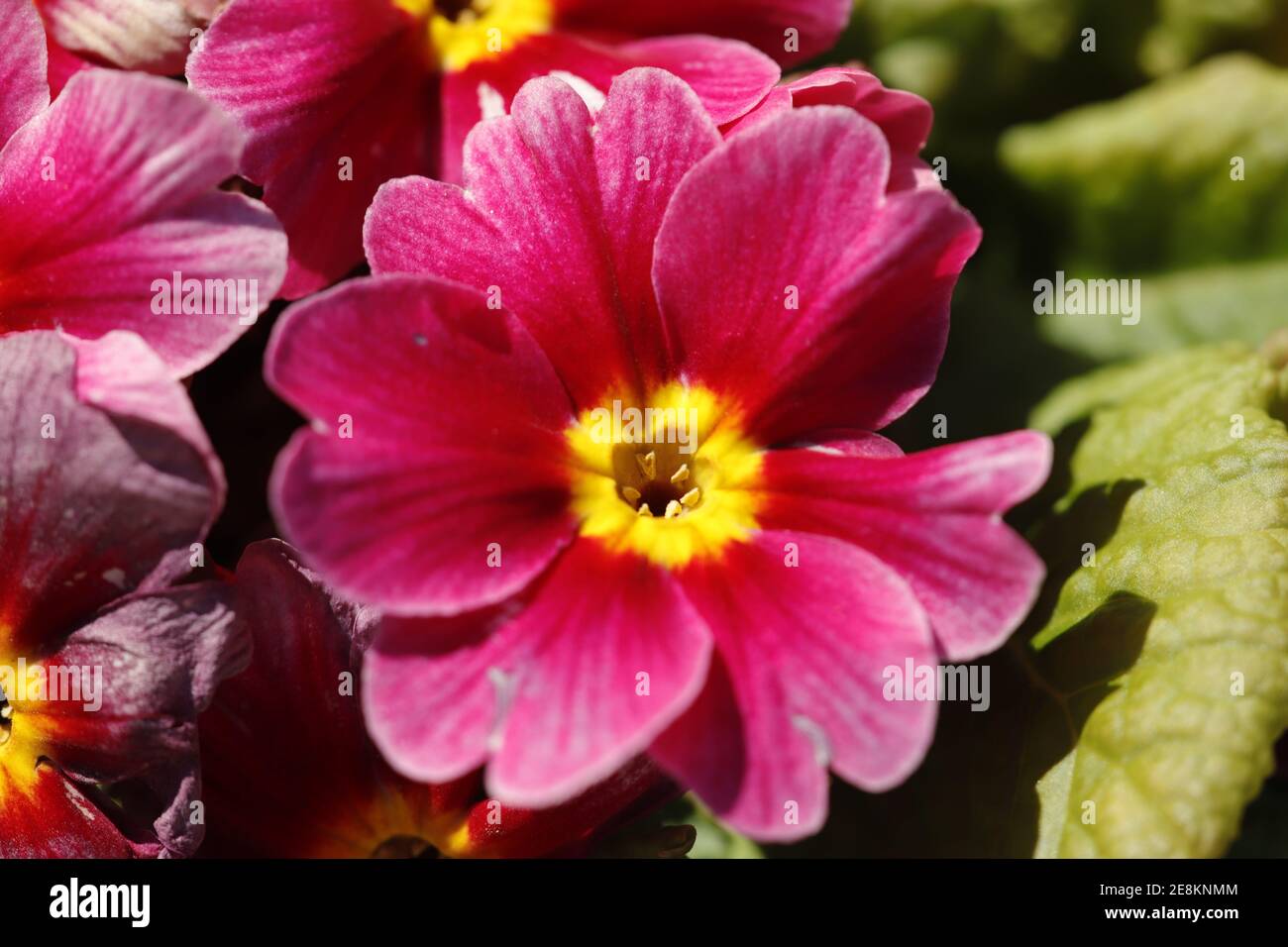 Colorful primula vulgaris flowers, a real spring flower Stock Photo - Alamy