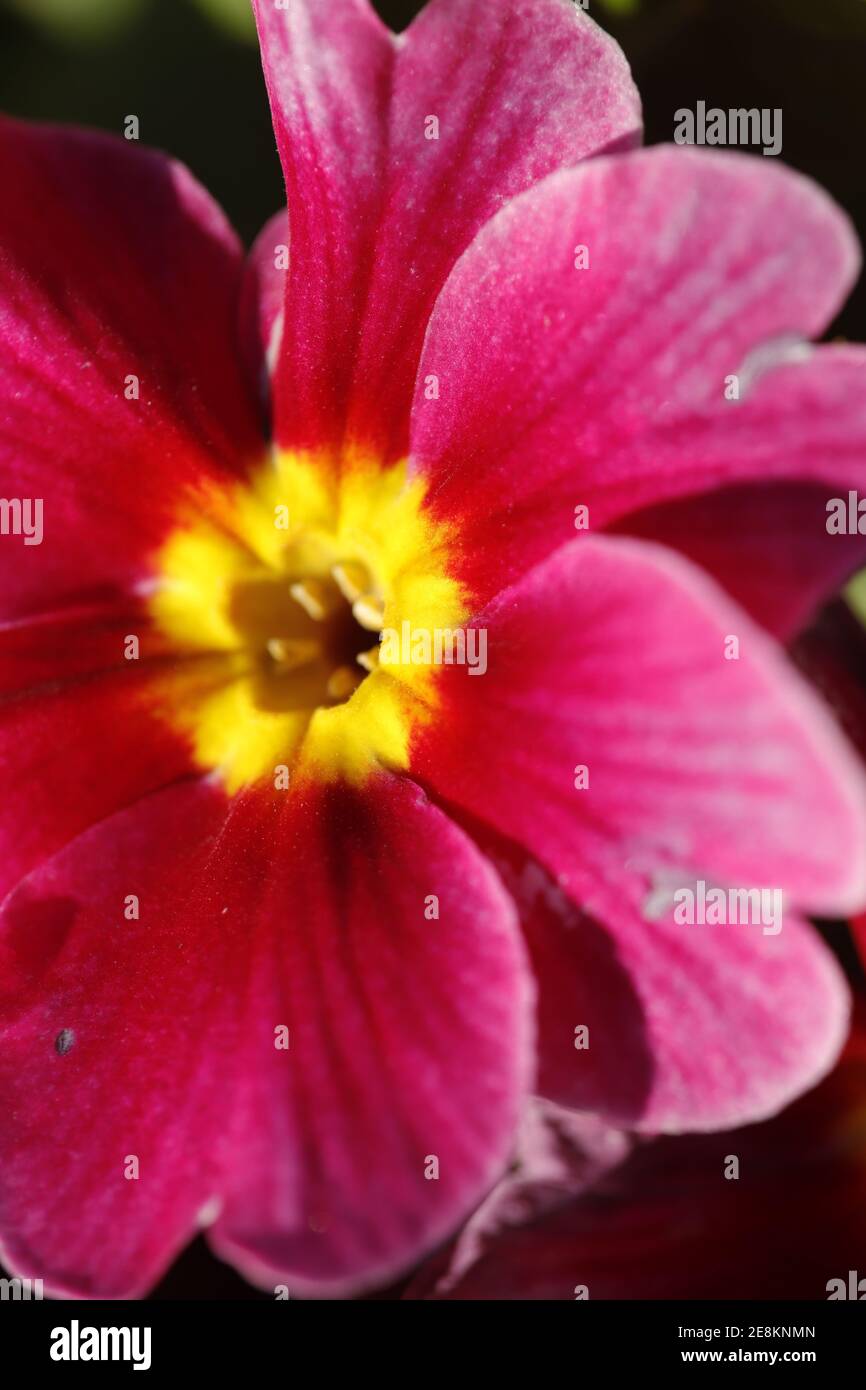 Colorful primula vulgaris flowers, a real spring flower Stock Photo - Alamy