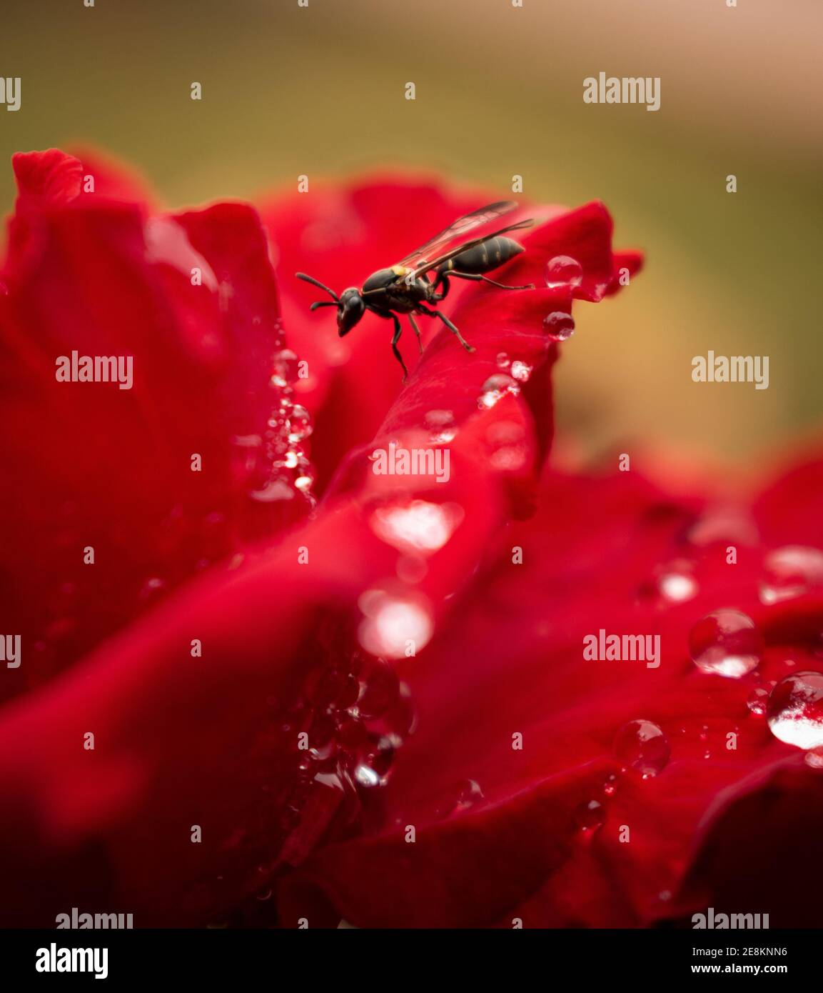 Insect at rose Stock Photo - Alamy