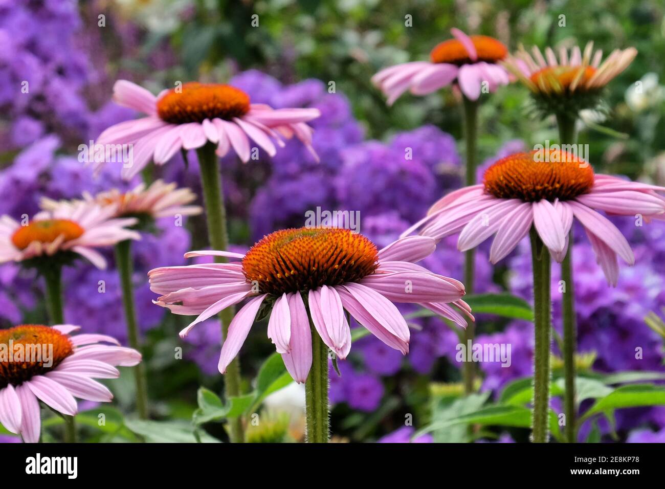 Cone flower Echinacea purpurea 'Rubinstern' in flower during the summer ...