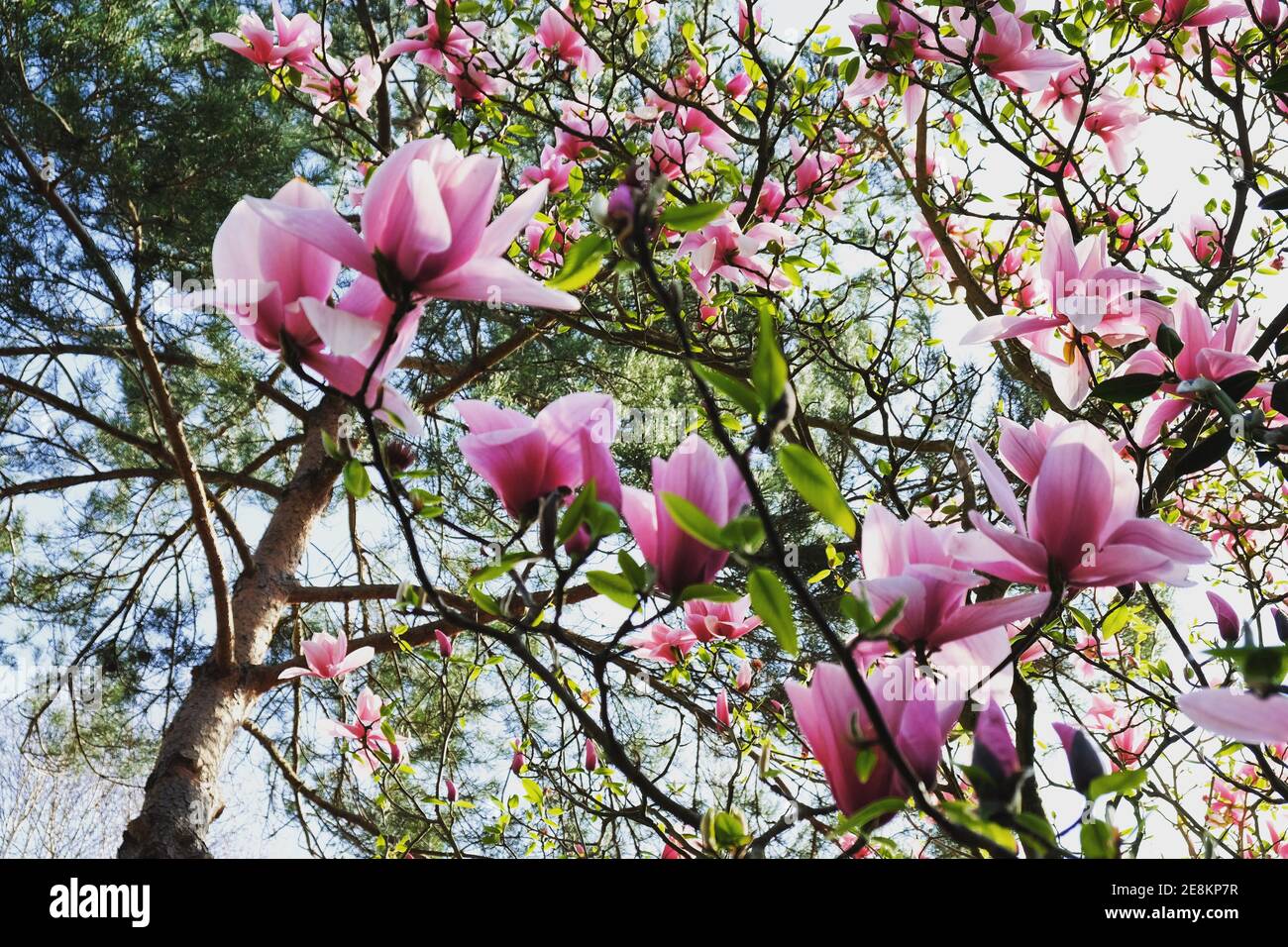 The blossom of magnolia 'Ian's Red' in the spring sunshine Stock Photo ...