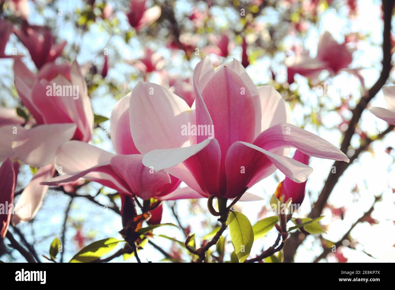 The blossom of magnolia 'Ian's Red' in the spring sunshine Stock Photo ...