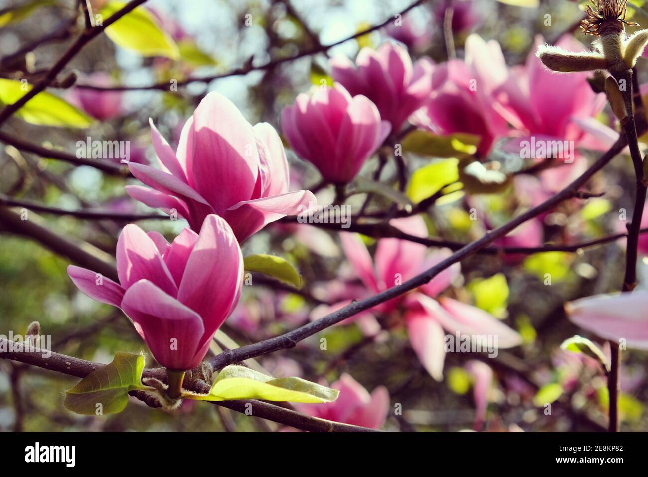 Magnolia ians red hi-res stock photography and images - Alamy
