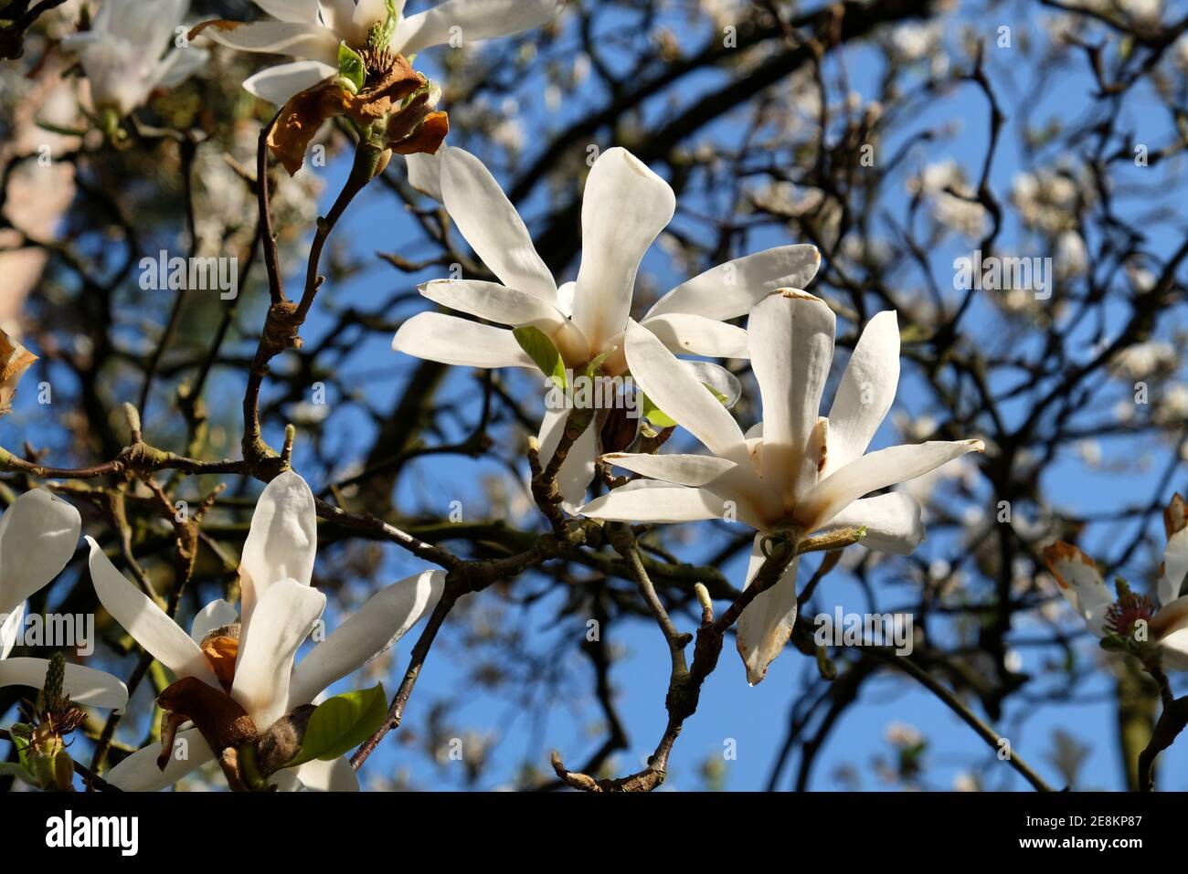 Magnolia Star Bush High Resolution Stock Photography and Images - Alamy