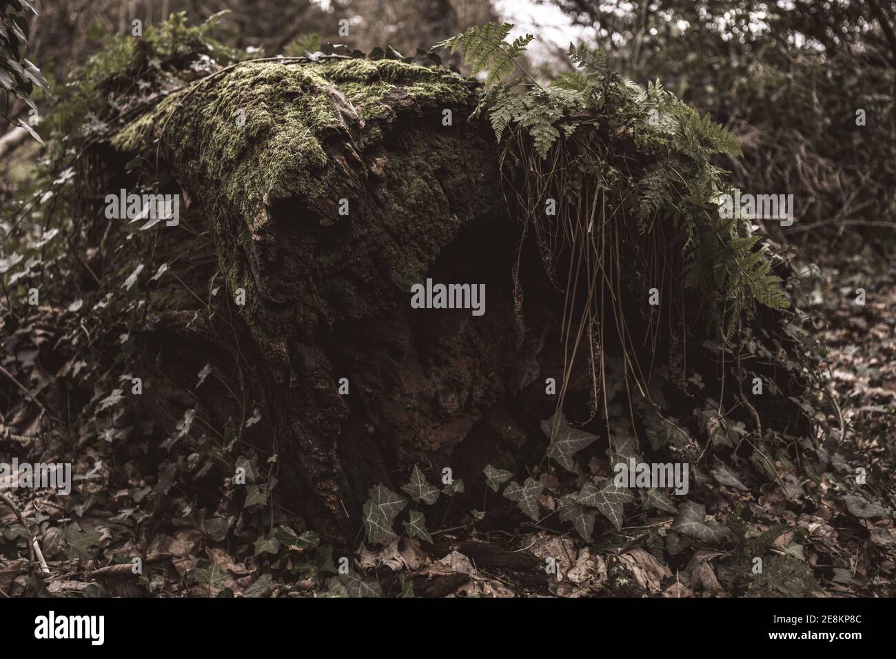 Growth photography hi-res stock photography and images - Alamy