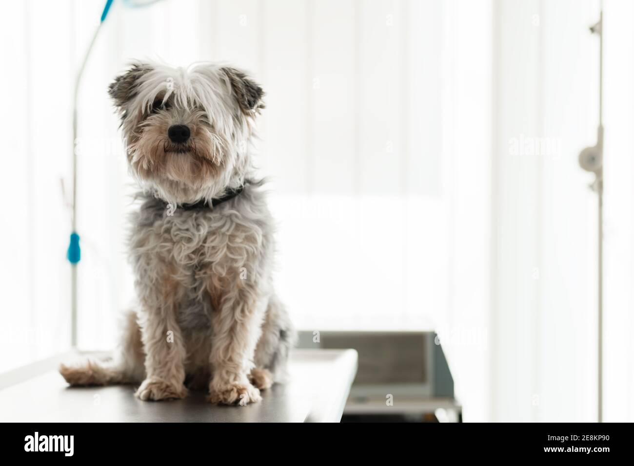 Portrait ill dog hi-res stock photography and images - Alamy