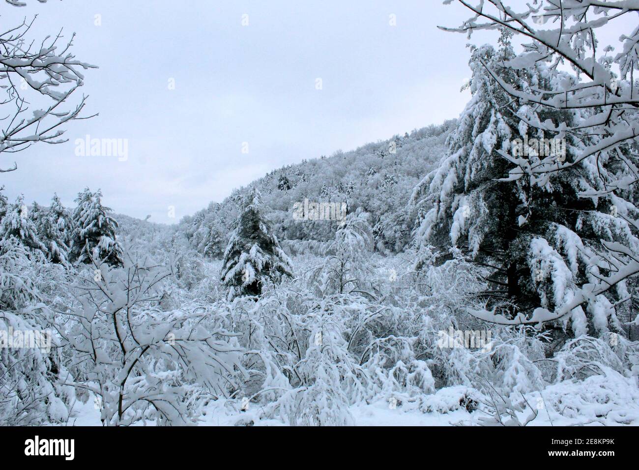Snow hangs heavy on trees in rural Northern Pennsylvania, USA Stock ...