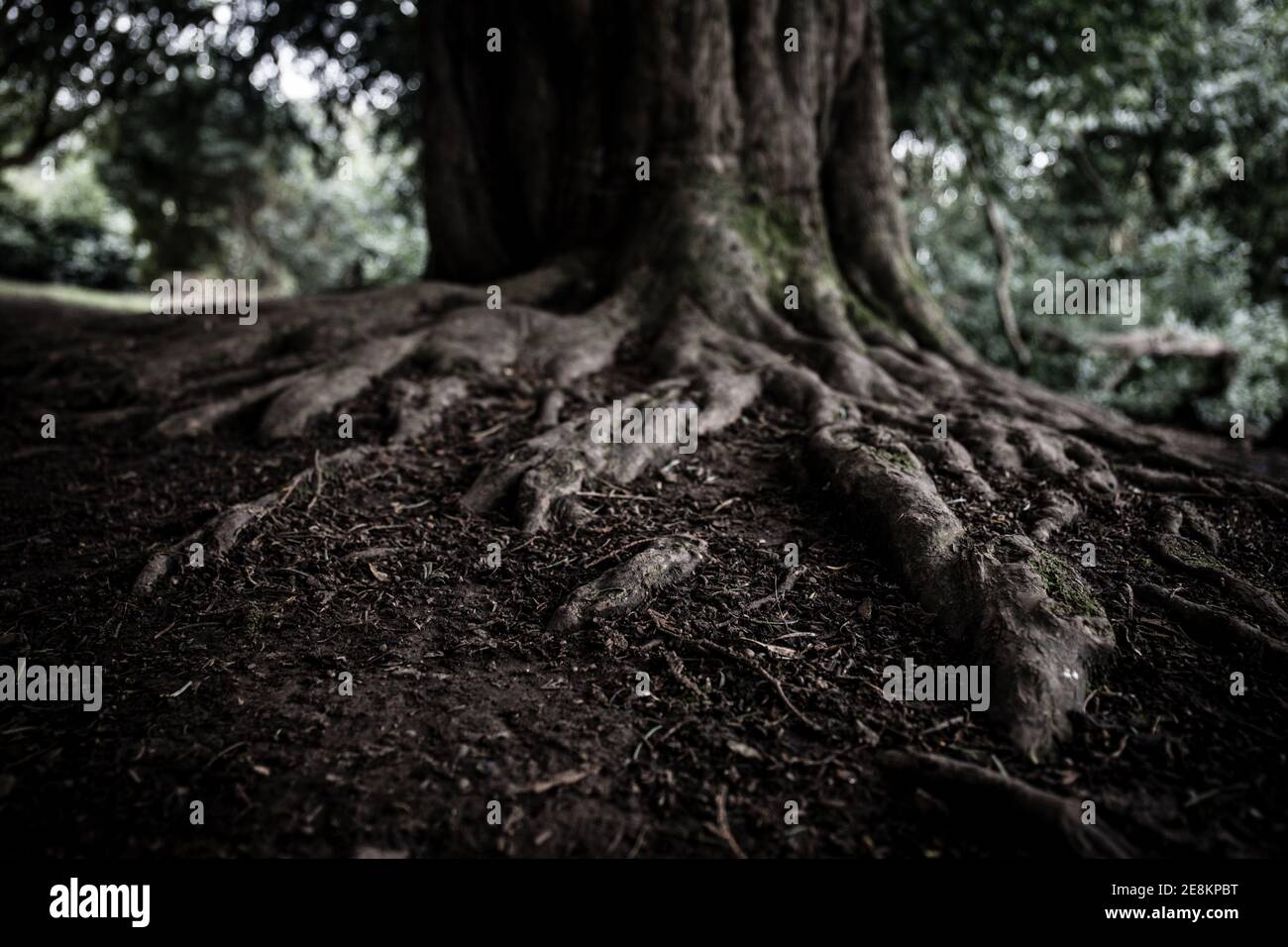 Old roots of the tree Stock Photo - Alamy