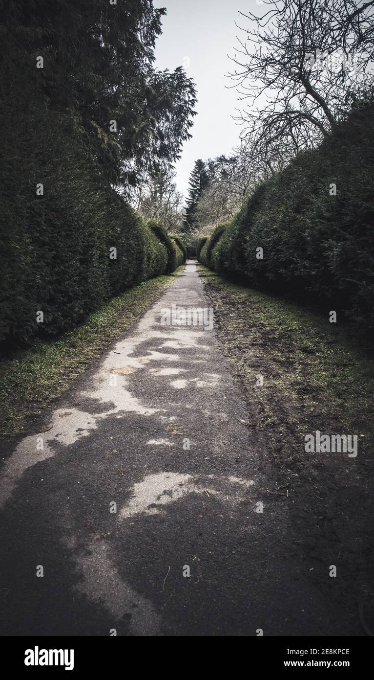 Belfast park forest hi-res stock photography and images - Alamy