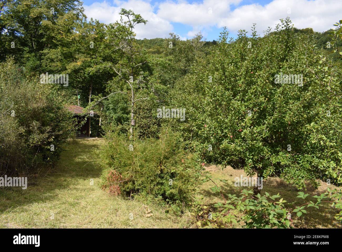 Small apple shaped fruit hi-res stock photography and images - Alamy