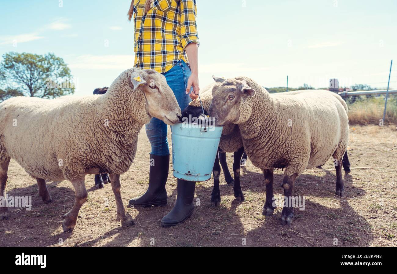 Farmer feeding farm sheep hi-res stock photography and images - Alamy