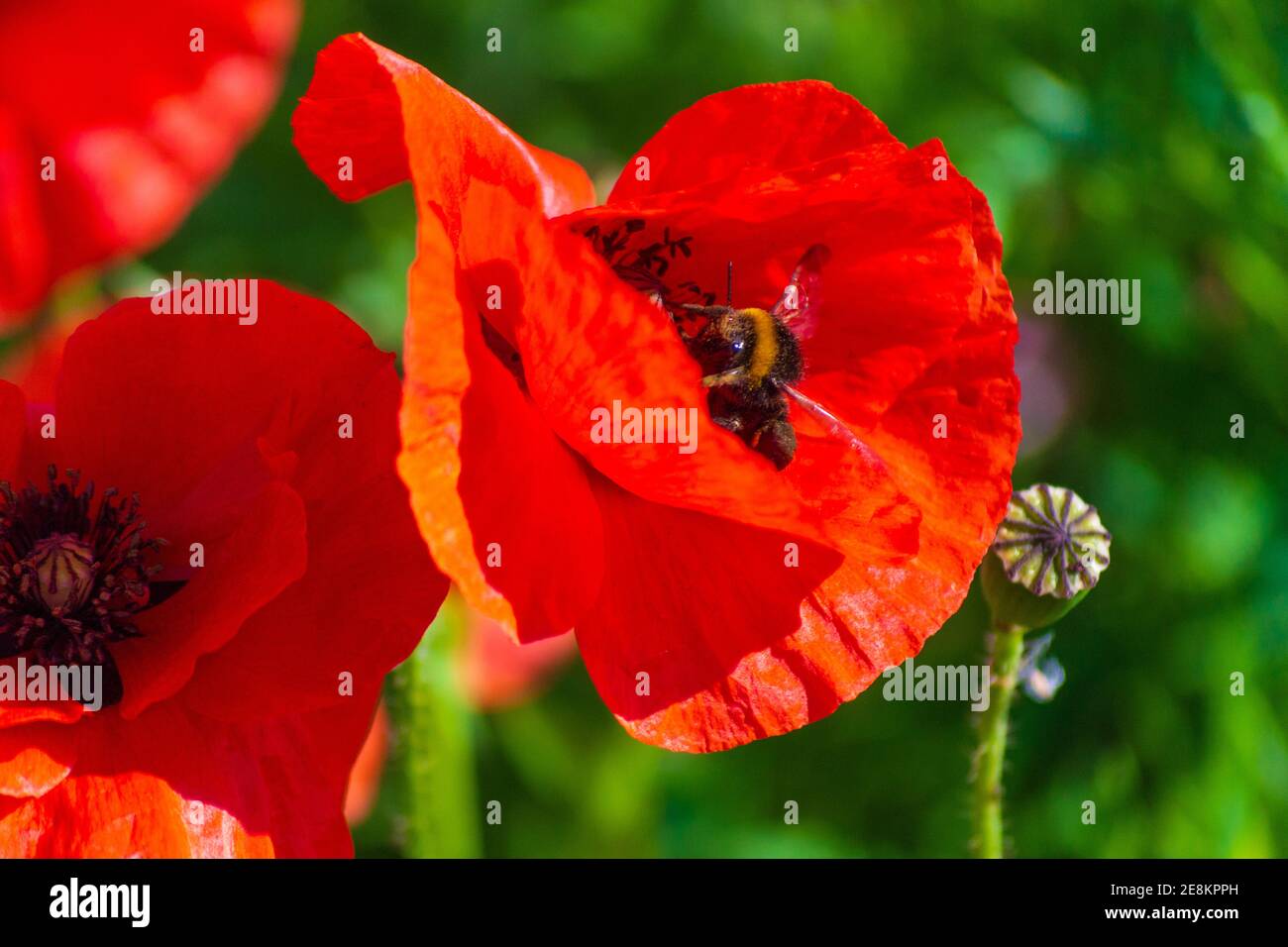 Bumble bee flying flower poppy hi-res stock photography and images - Alamy