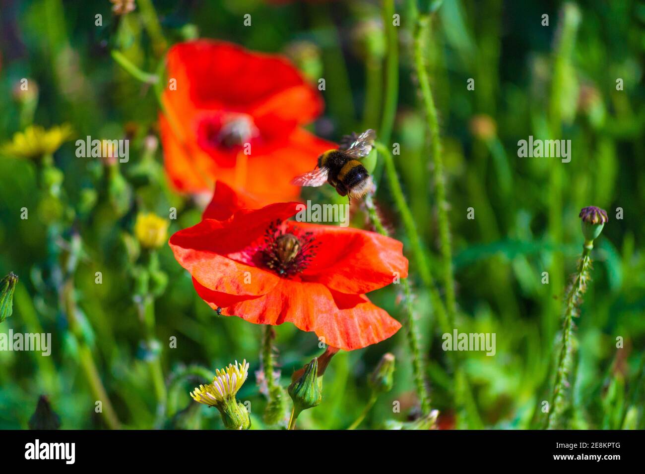 Bumble bee flying flower poppy hi-res stock photography and images - Alamy