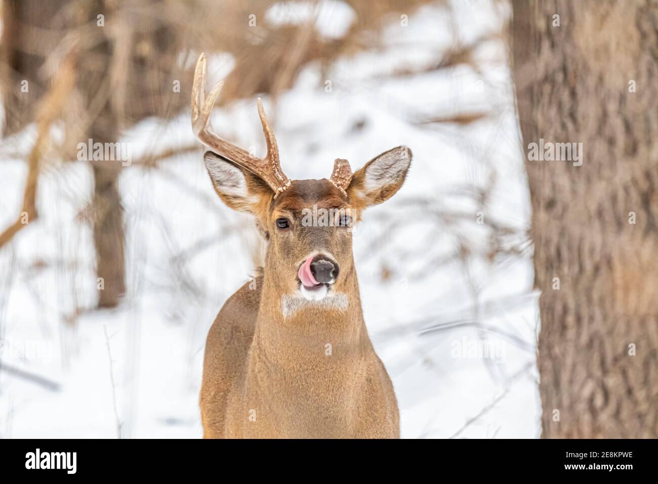 Whitetail Buck Deer High Resolution Stock Photography and Images - Alamy