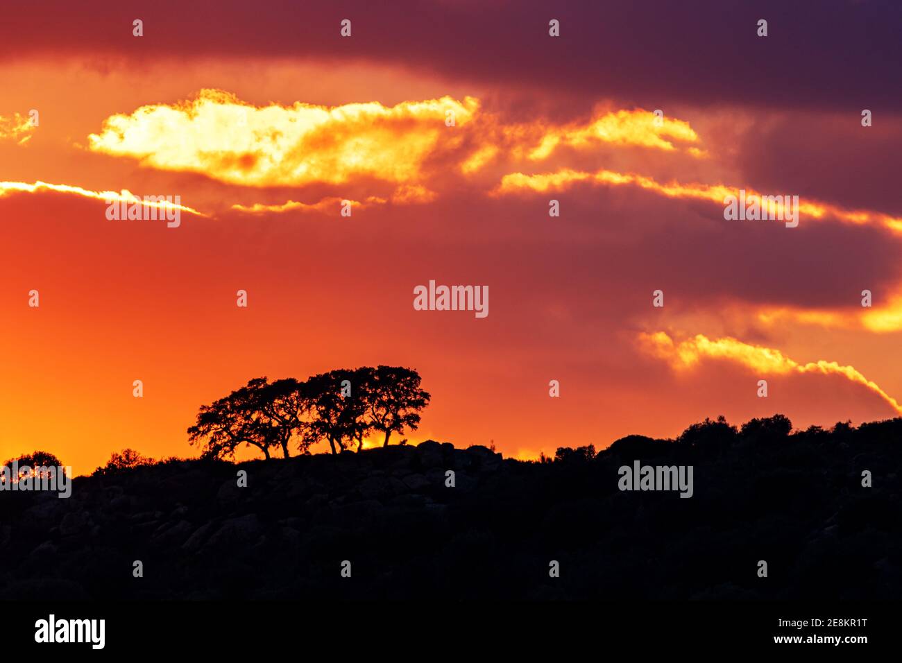 Landscape of a low horizon with several lonely trees and the sky with ...