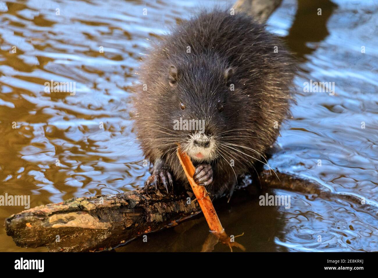 Baby animals eating hi-res stock photography and images - Alamy