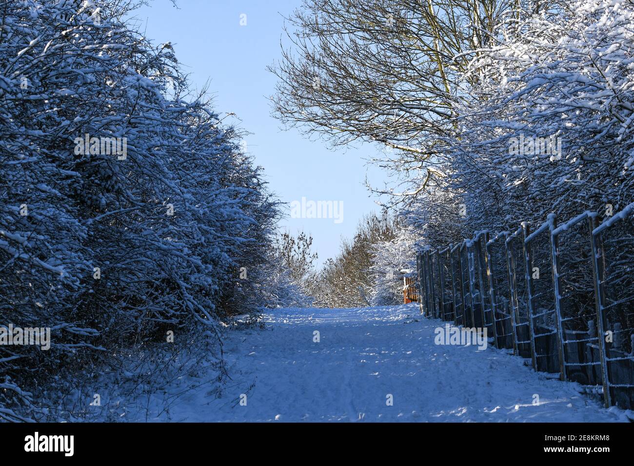 snowy hedge lined back lane Stock Photo - Alamy