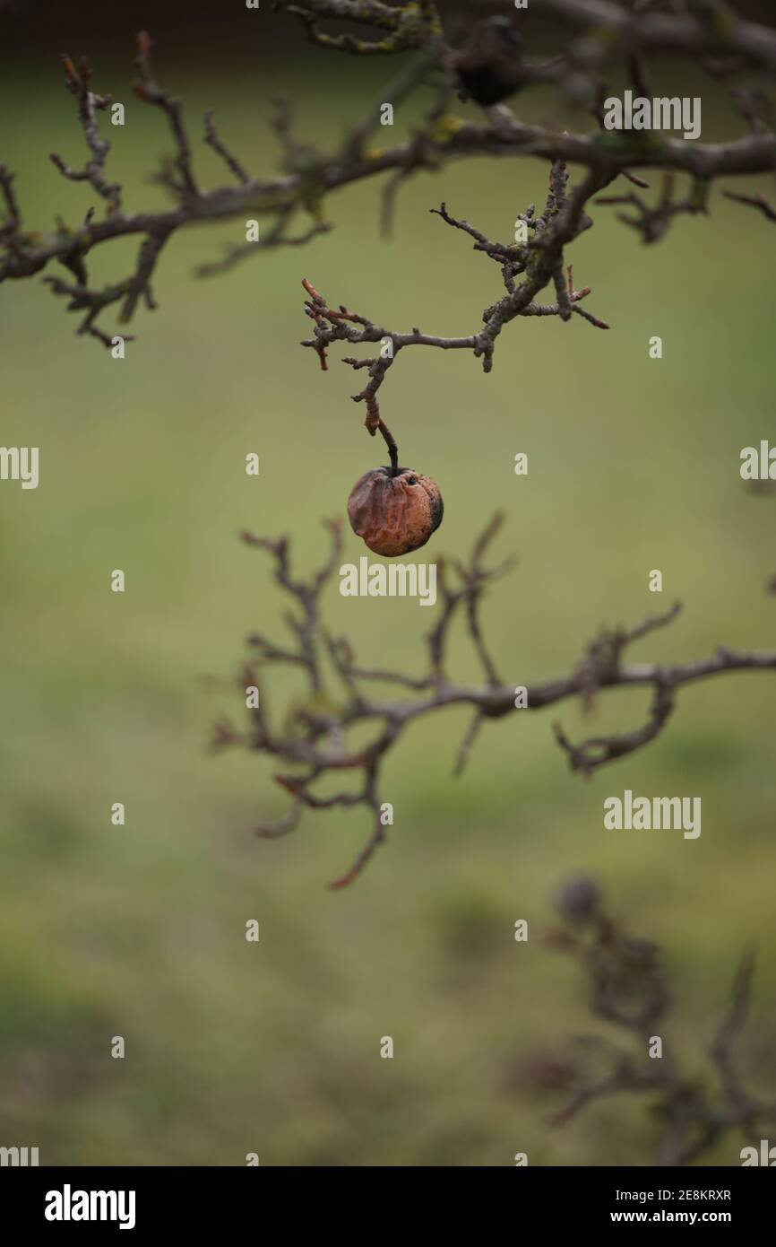 Pear tree in autumn hi-res stock photography and images - Alamy