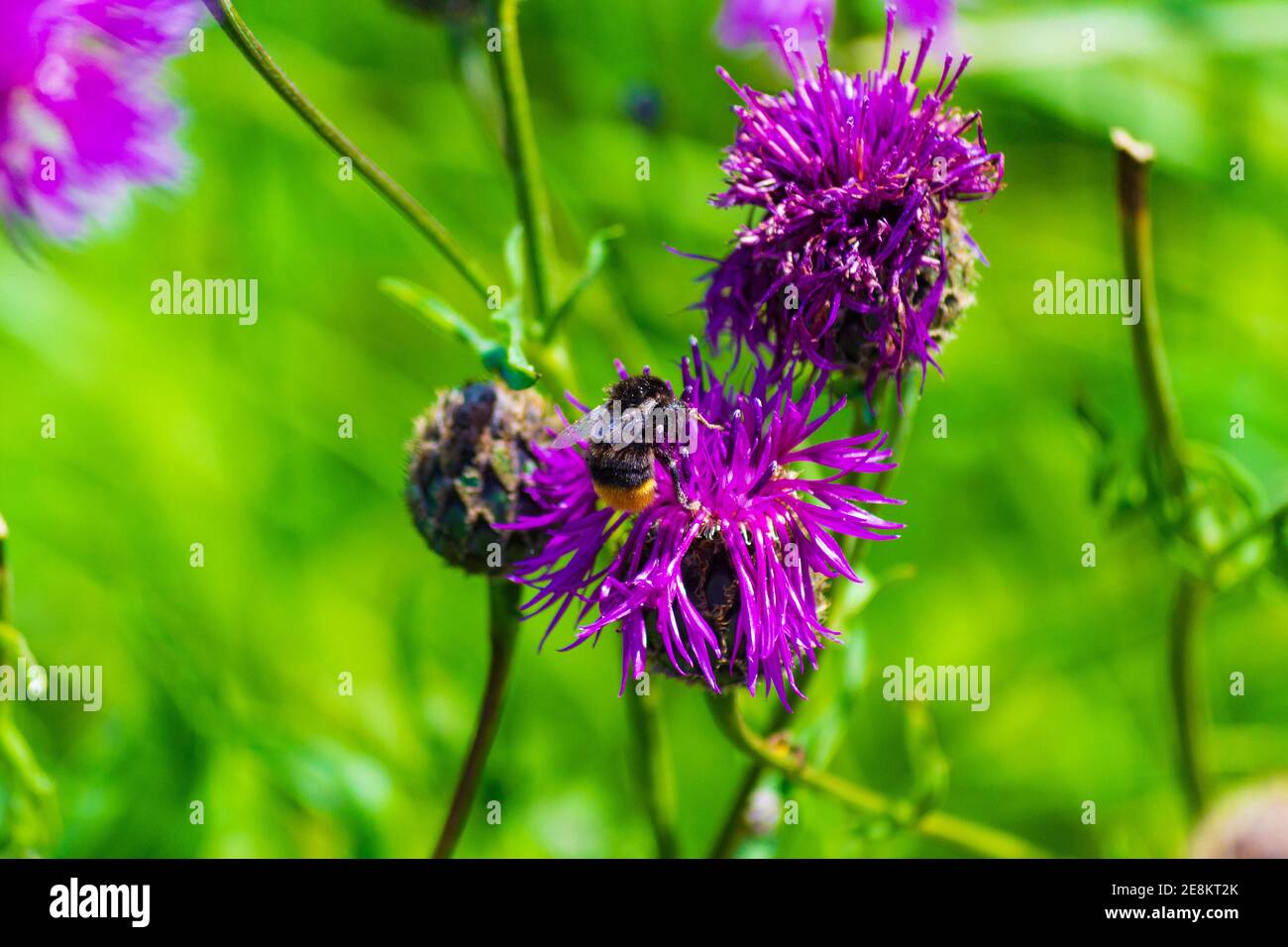 Honney bee on Cirsium palustre-the marsh thistle or European swamp ...