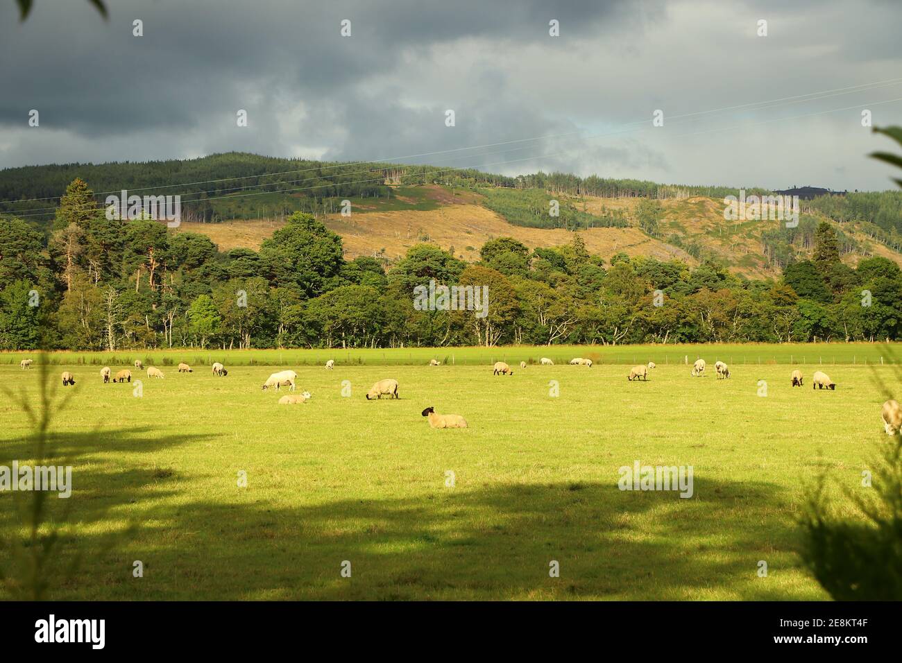 Grazing in the fields in the glen Stock Photo - Alamy