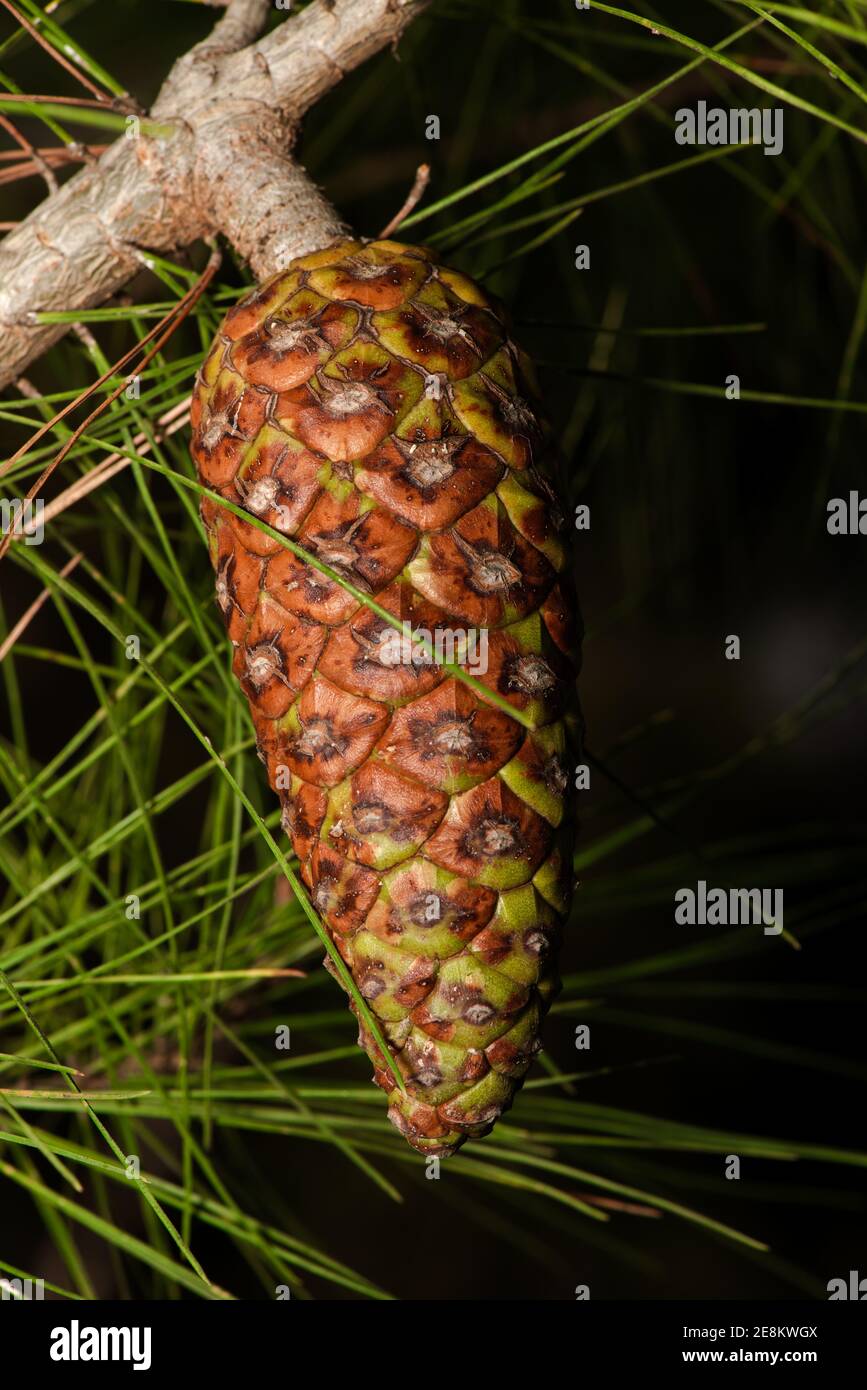 Seed pine cones hi-res stock photography and images - Alamy