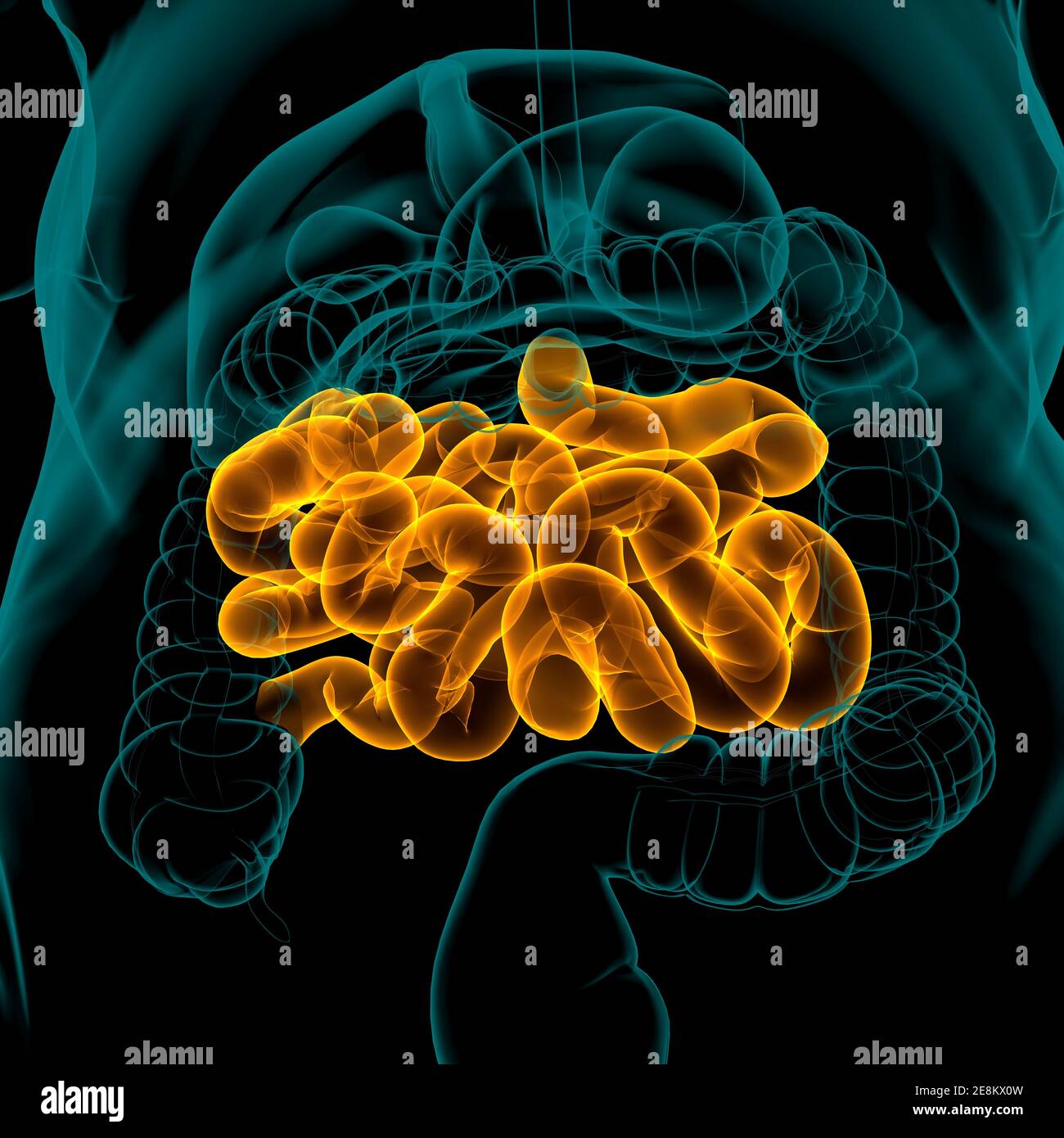 Small Intestine 3D Illustration Human Digestive System Anatomy For ...