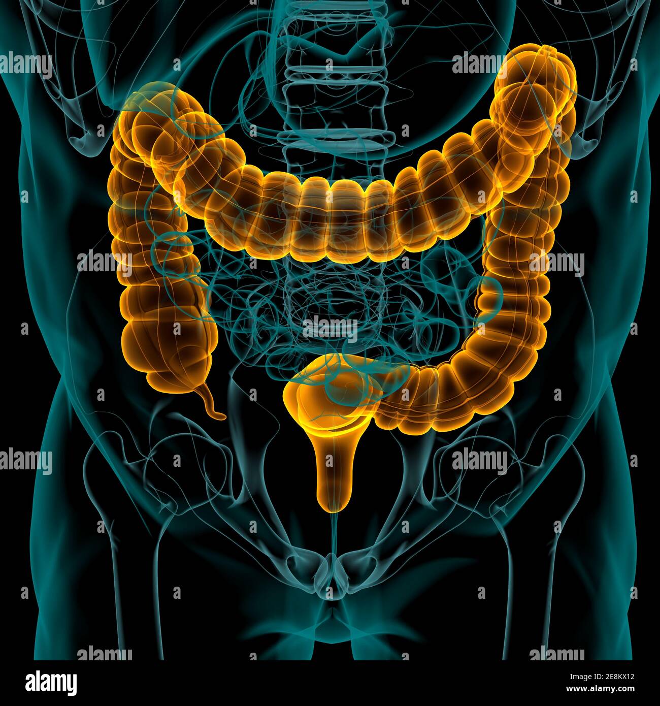 Large Intestine 3D Illustration Human Digestive System Anatomy For ...