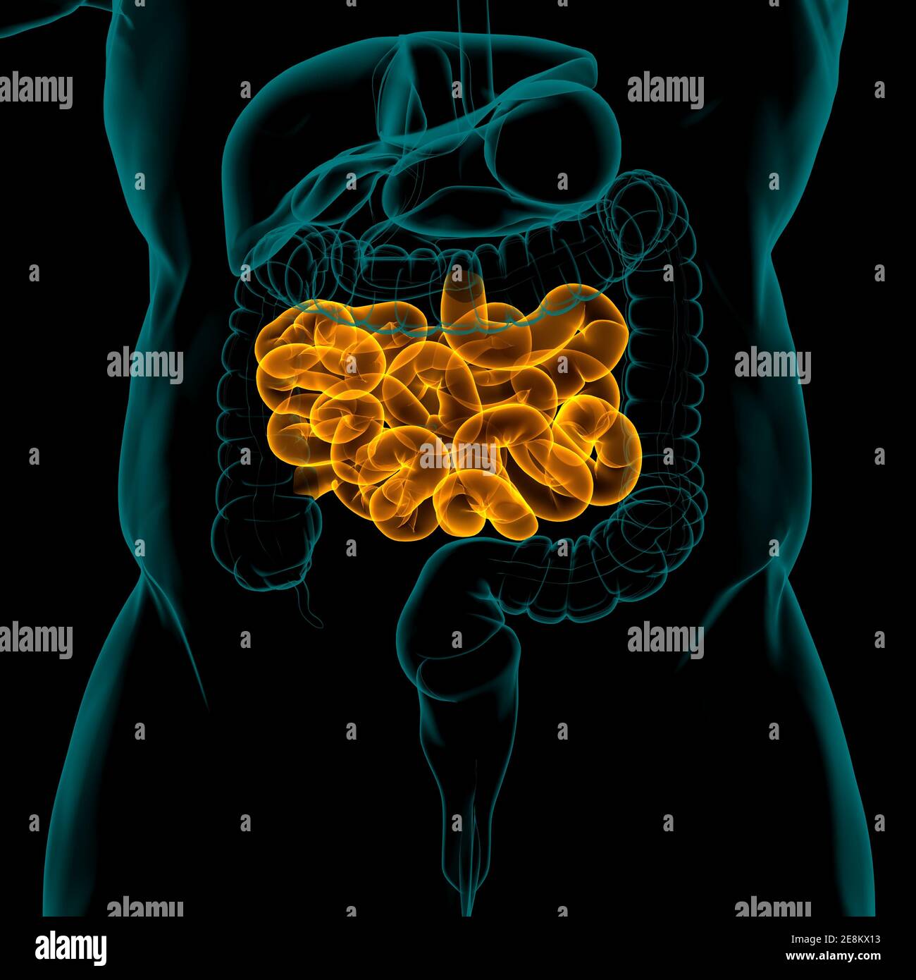 Small Intestine 3D Illustration Human Digestive System Anatomy For ...