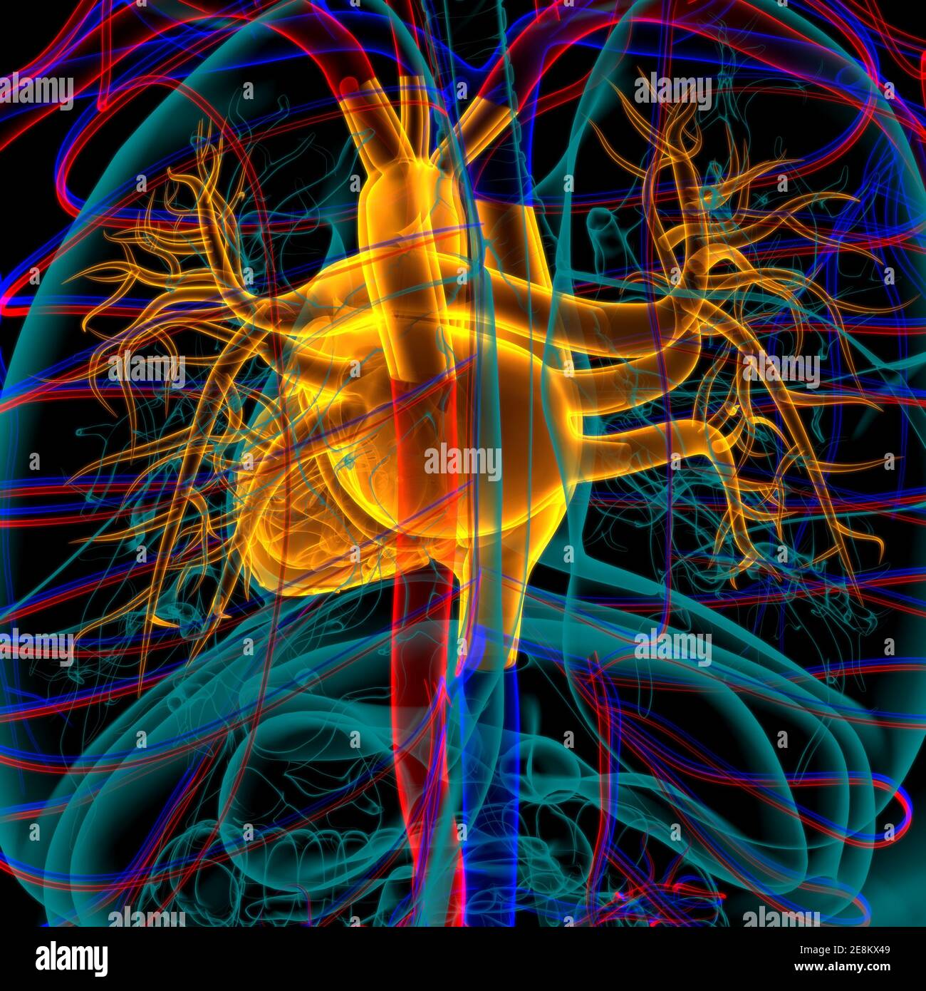 Human Heart Anatomy For Medical Concept 3D Illustration Stock Photo - Alamy