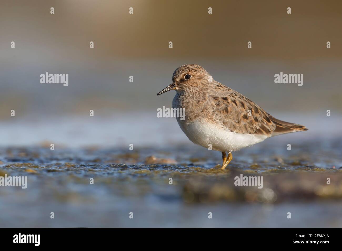 Temminks stint hi-res stock photography and images - Alamy