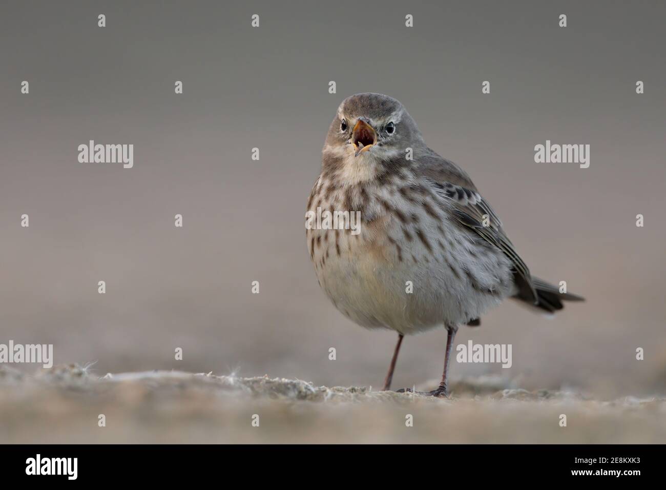 Western palearctic pipit hi-res stock photography and images - Alamy