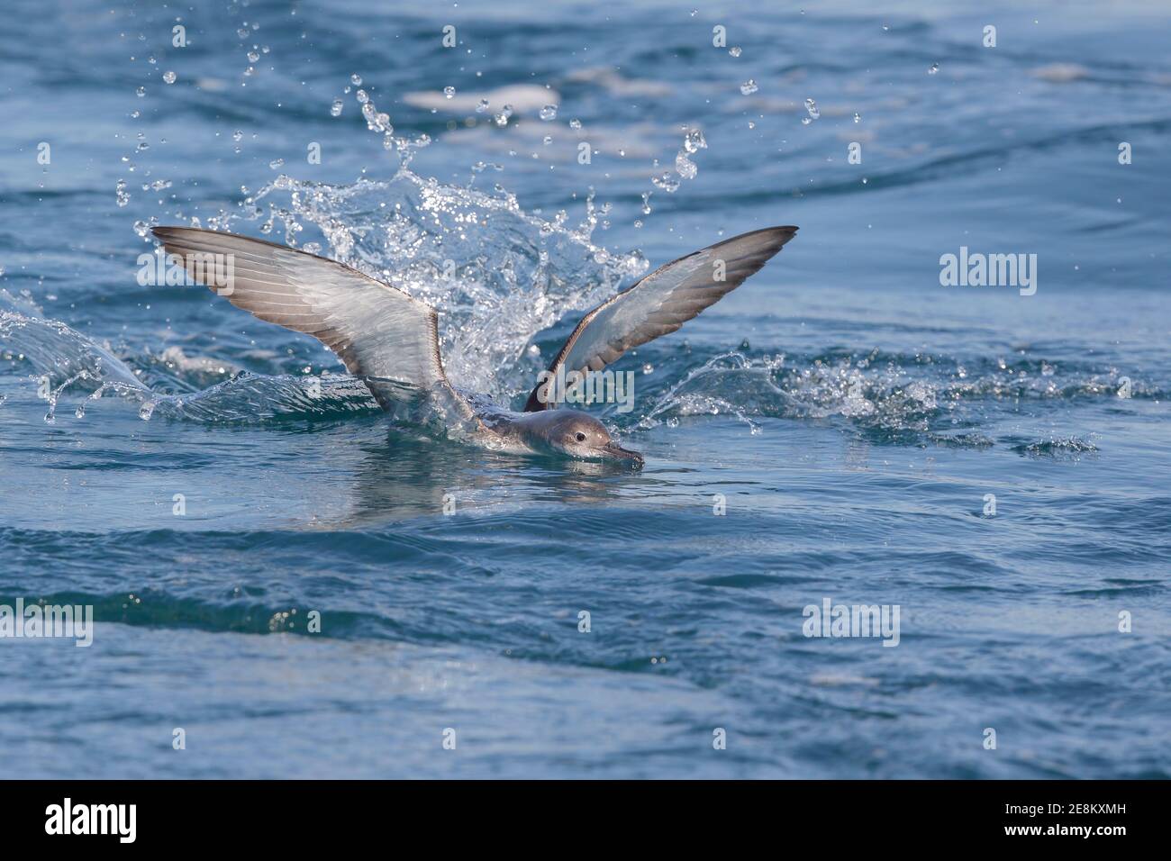 Fishing at shearwater hi-res stock photography and images - Alamy