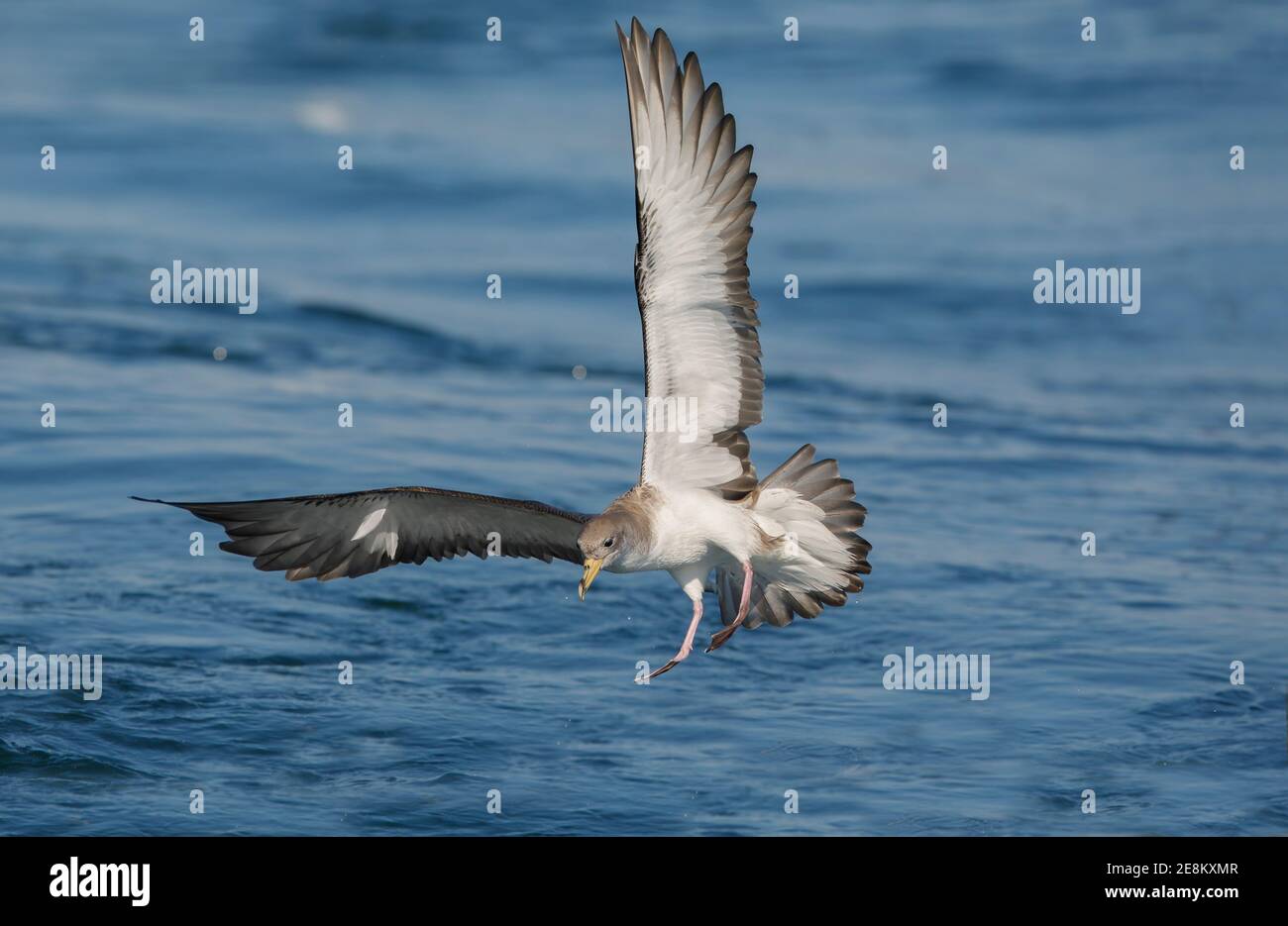 Fishing at shearwater hi-res stock photography and images - Alamy