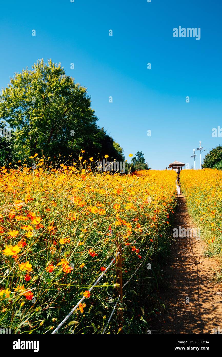 Yellow cosmos flower field at Olympic park in Seoul, Korea Stock Photo ...