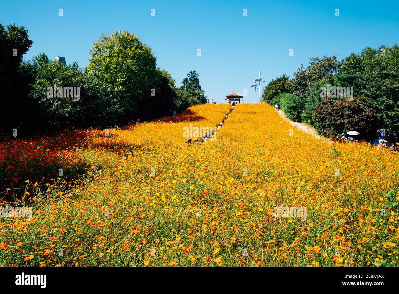 Yellow Cosmos Flower High Resolution Stock Photography and Images - Alamy