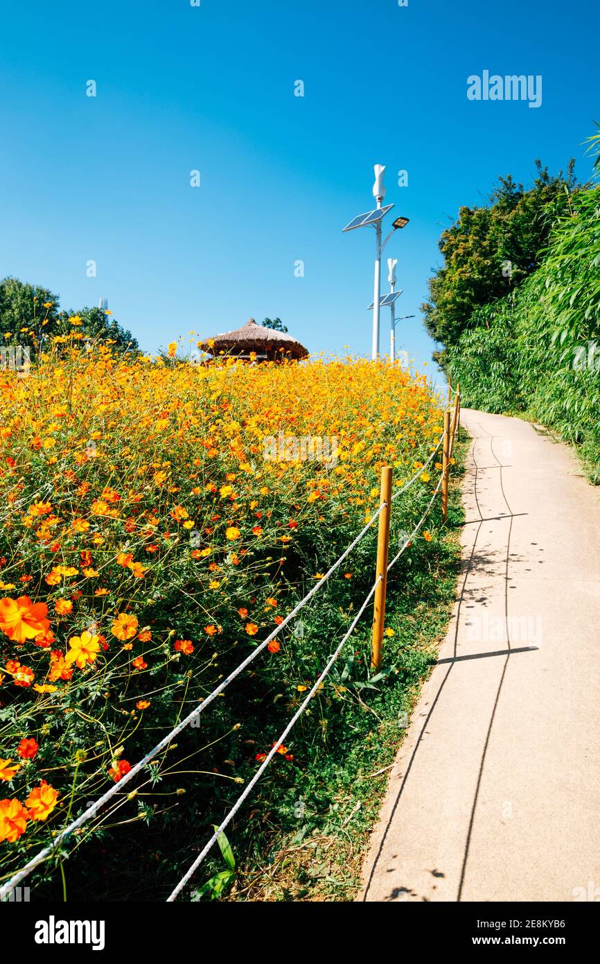 Yellow cosmos flower field at Olympic park in Seoul, Korea Stock Photo ...