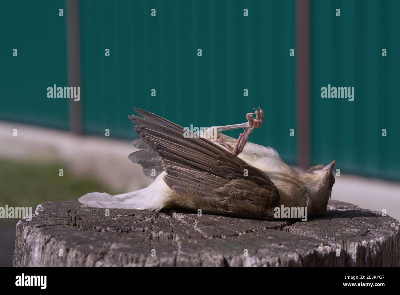 A small dead bird lies on a wooden stump. Close-up. The rear background ...